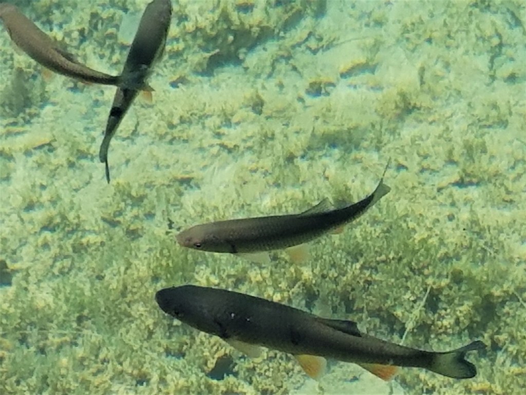Old World Minnows from 53231, Plitvička Jezera, Croatia on May 19, 2017 ...