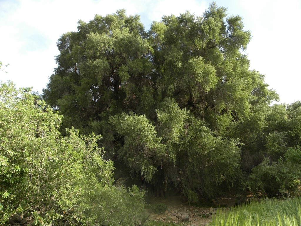 Argan tree (Sideroxylon spinosum) - Botanical Realm