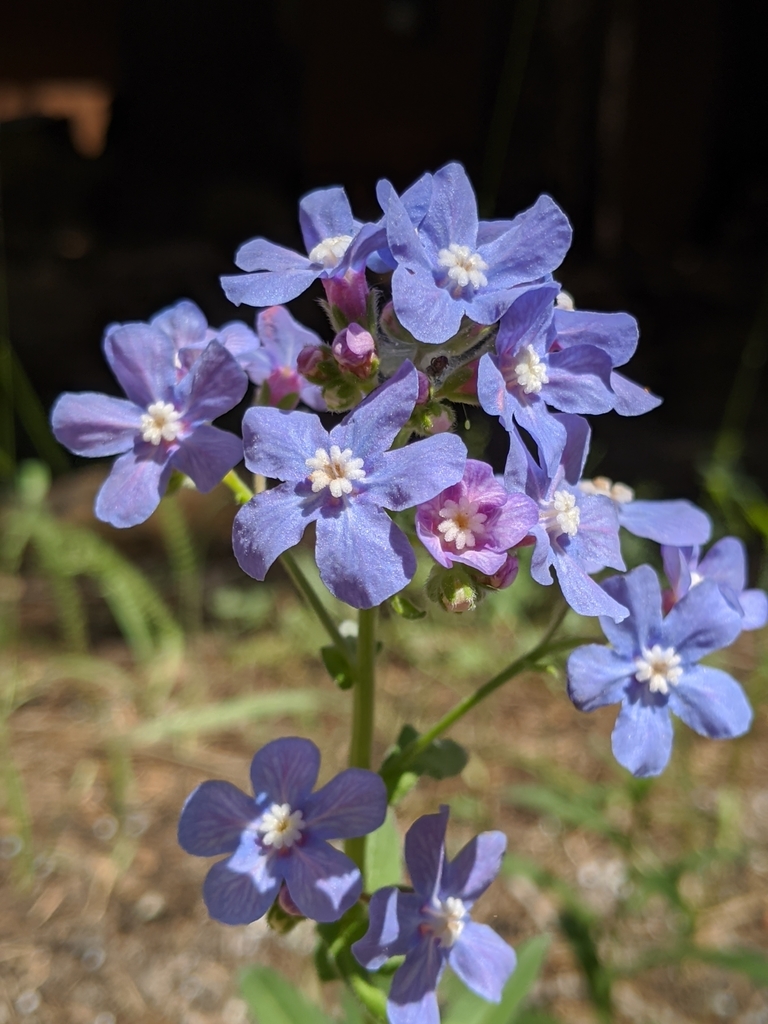 Stickseeds (Hackelia) - Botanical Realm