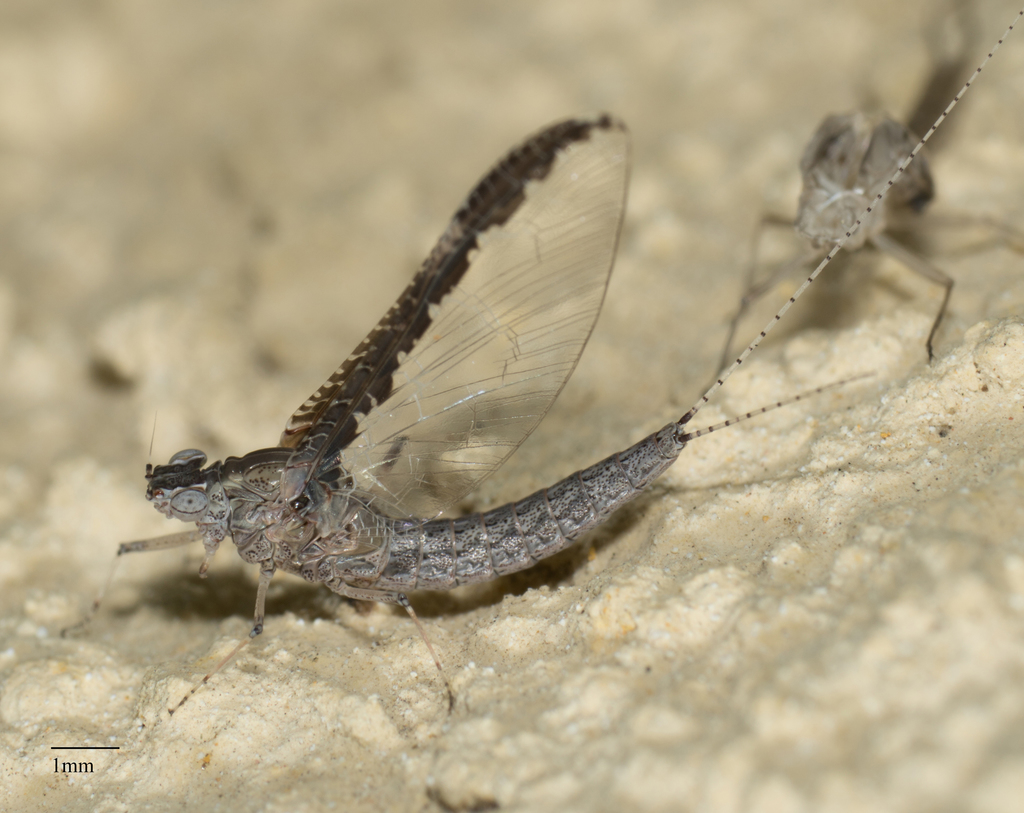 Callibaetis californicus from La Habra, CA 90631, USA on May 31, 2017 ...