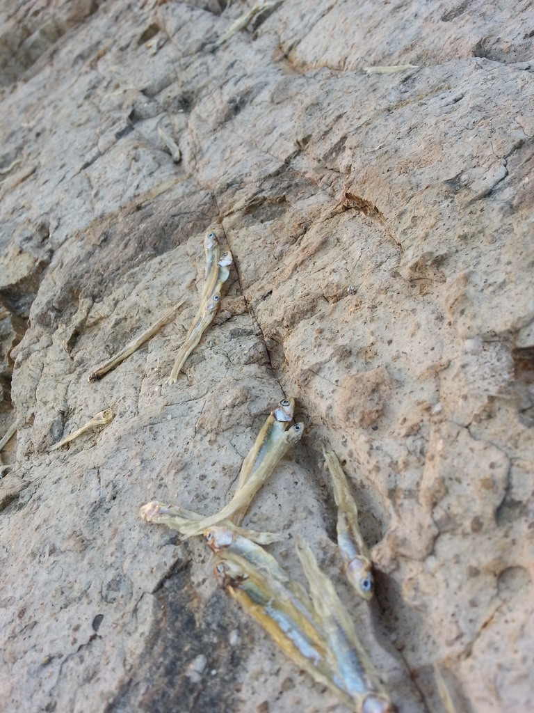 Anchovies from Ap Lei Pai, Hong Kong on March 3, 2017 at 05:57 PM by ...