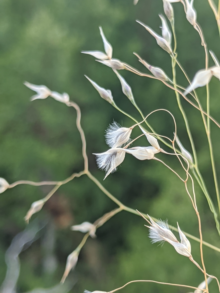 Sand Ricegrass from Independence, CA 93526, USA on June 26, 2020 at 07: ...