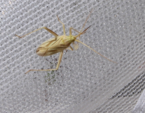 Miridius longiceps · iNaturalist