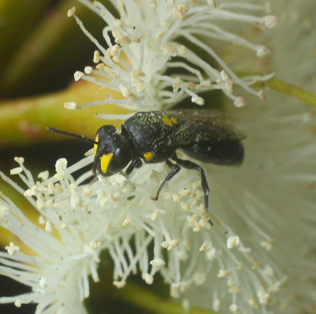 Masked Bees from Walmsley WA 6330, Australia on December 28, 2010 by ...