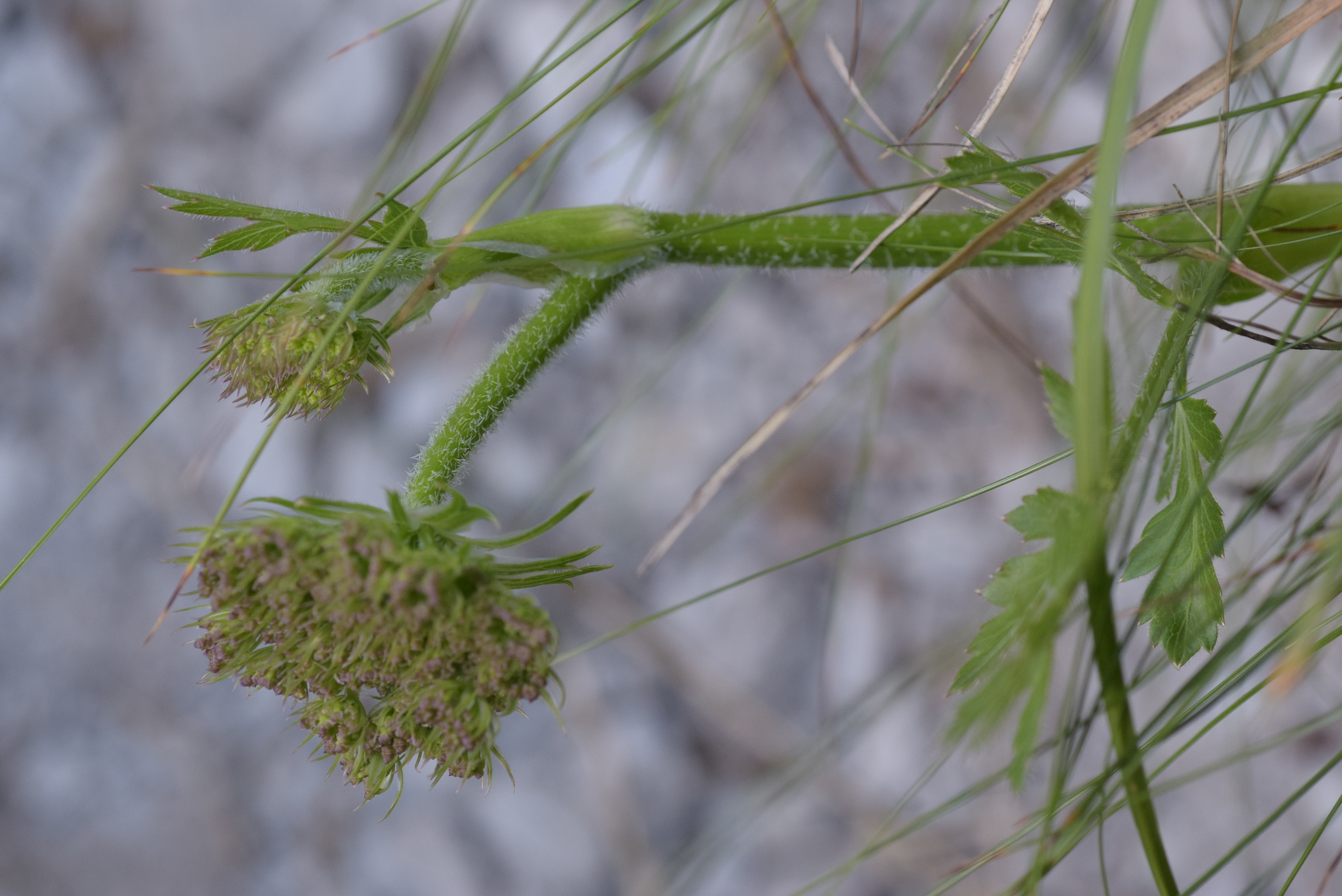 Laserpitium nitidum Zanted.