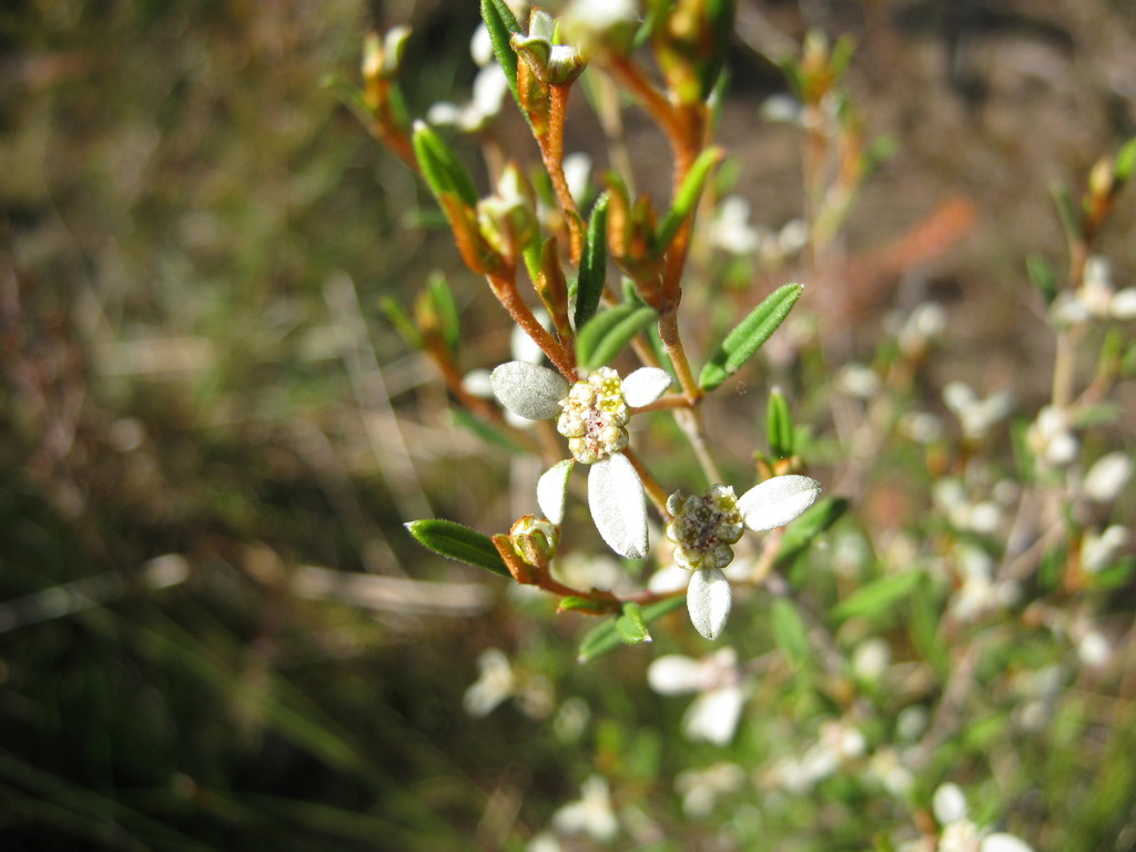 Winged Spyridium from Humbug Scrub SA 5114, Australia on August 25 ...