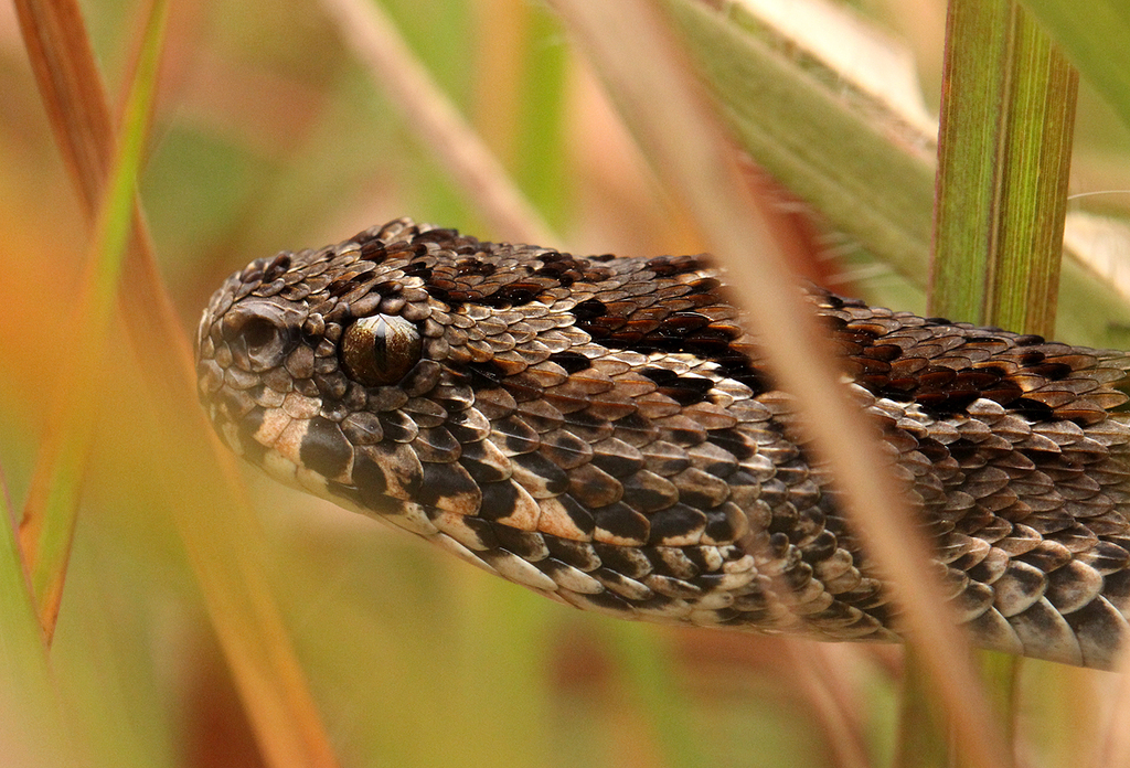 Berg Adder (Bitis atropos) - Snakes and Lizards