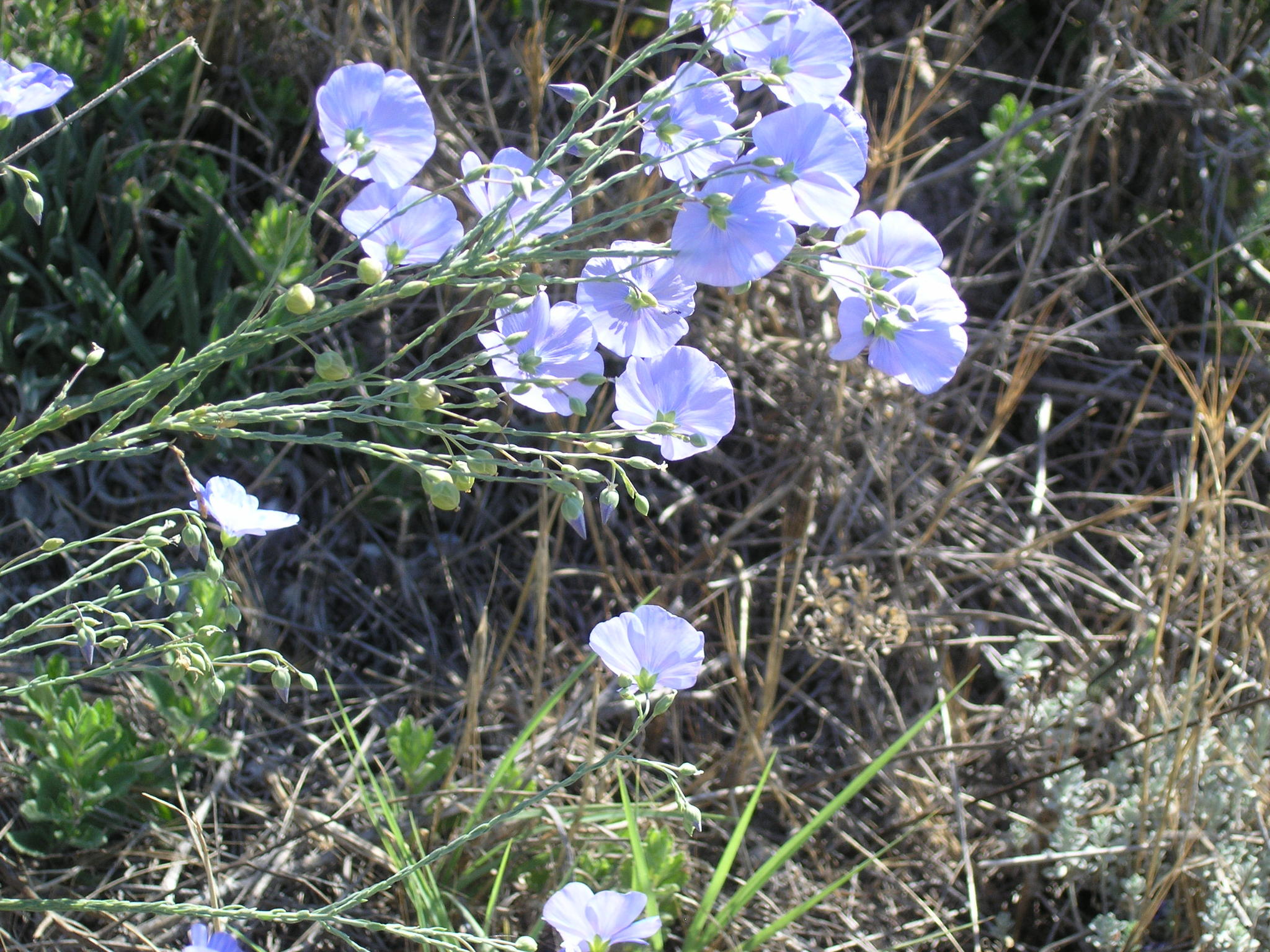 Linum austriacum subsp. austriacum