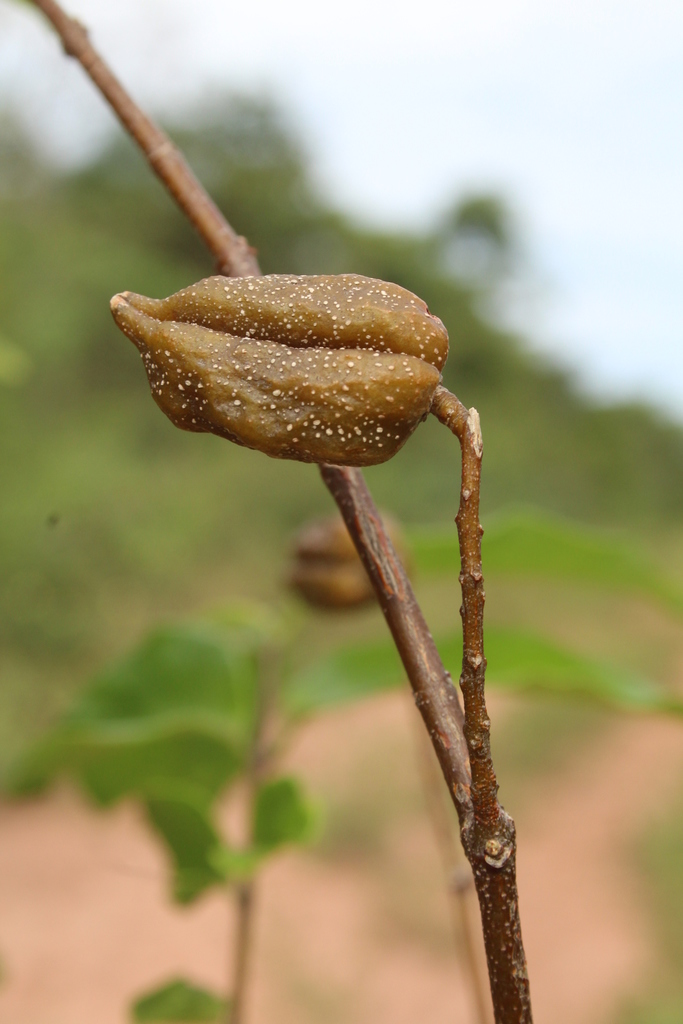 (Trigonia boliviana) - Botanical Realm