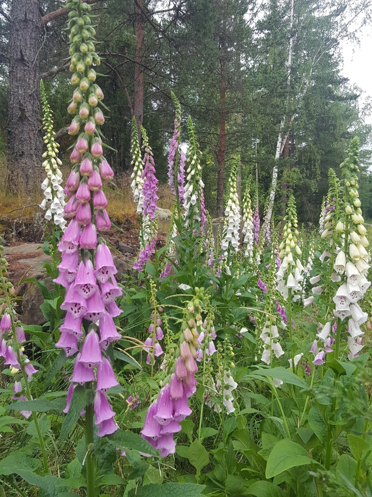 purple foxglove from 25900 Kemiönsaari, Suomi on June 30, 2020 at 12:14 ...