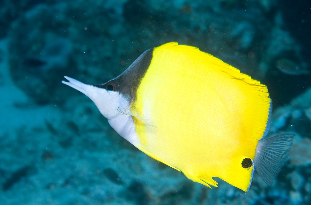 Forceps Fish (Reef Fish of the Hawaiian Islands) · iNaturalist