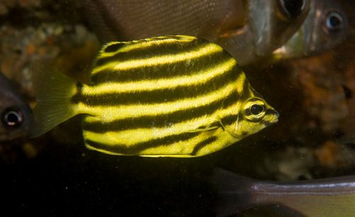 Stripey (Sydney Sea Life) · iNaturalist
