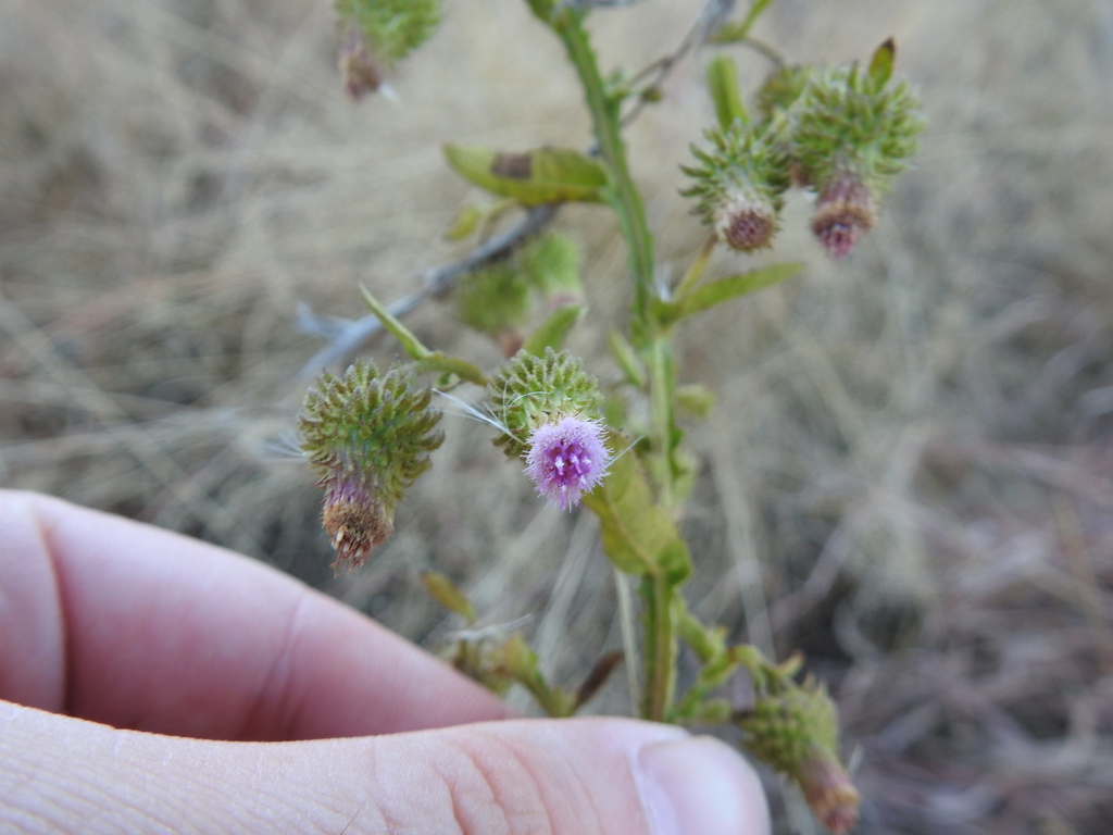 Laggera crispata from Wolwespruit trails, Pretoria on June 30, 2020 at ...