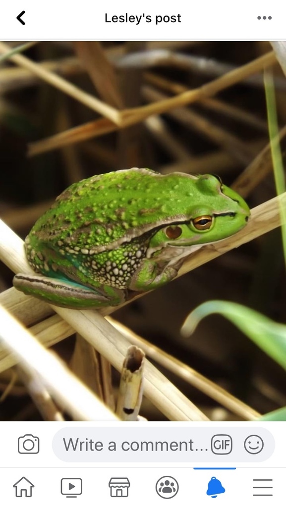 Southern Bell Frog from Meredith-Mt Mercer Road, Meredith, VIC, AU on ...