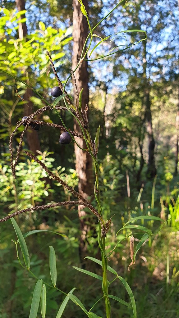 settler's flax from Wallsend NSW 2287, Australia on June 24, 2020 at 10 ...
