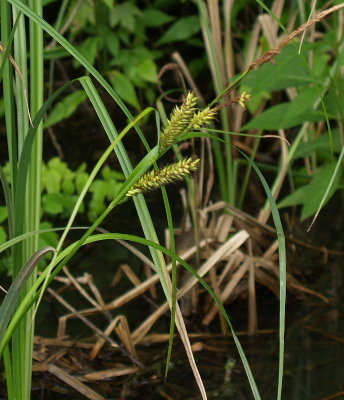 Shoreline Sedge (Plants of Oregon Caves National Monument and Preserve ...