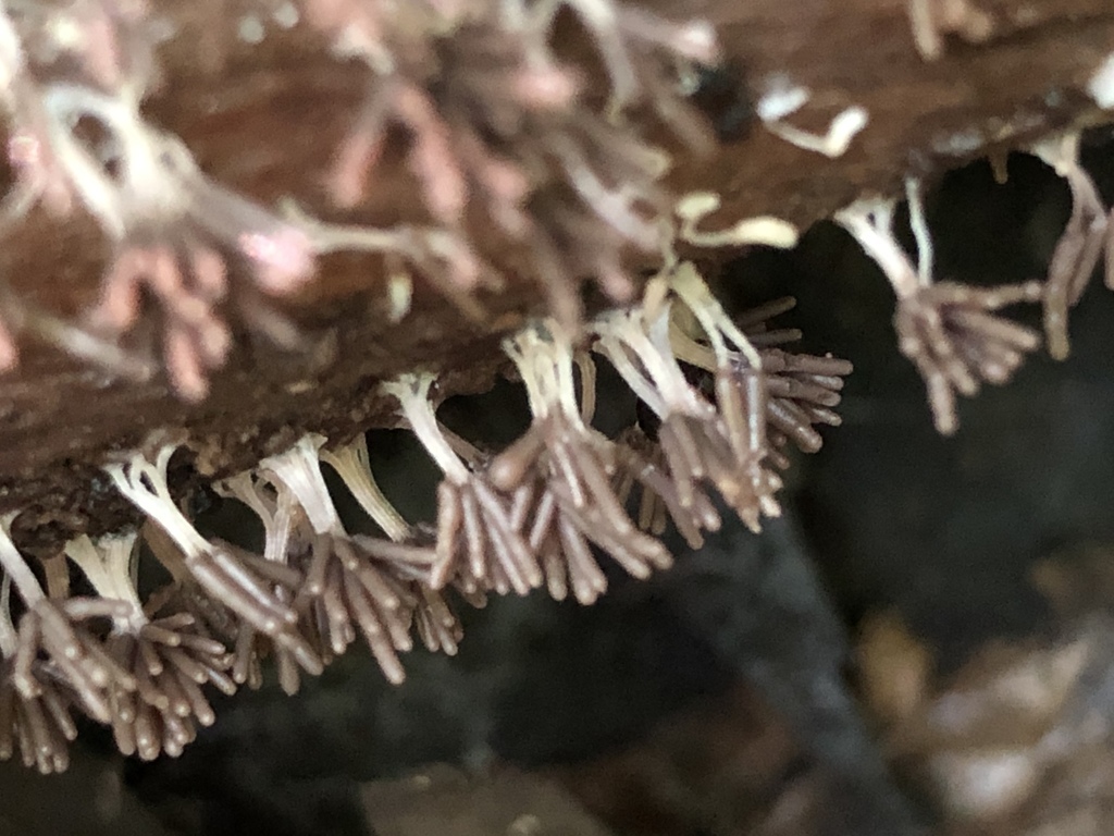 White Carnival Candy Slime Mold in June 2020 by Lyla R. Meader. Very ...