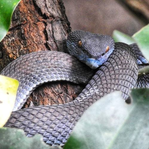 Mangrove Viper (Trimeresurus purpureomaculatus) - Snakes and Lizards