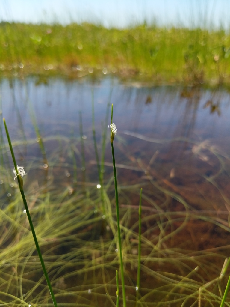 water bulrush (ADIRONDACK RESEARCH GUIDEBOOK) · iNaturalist