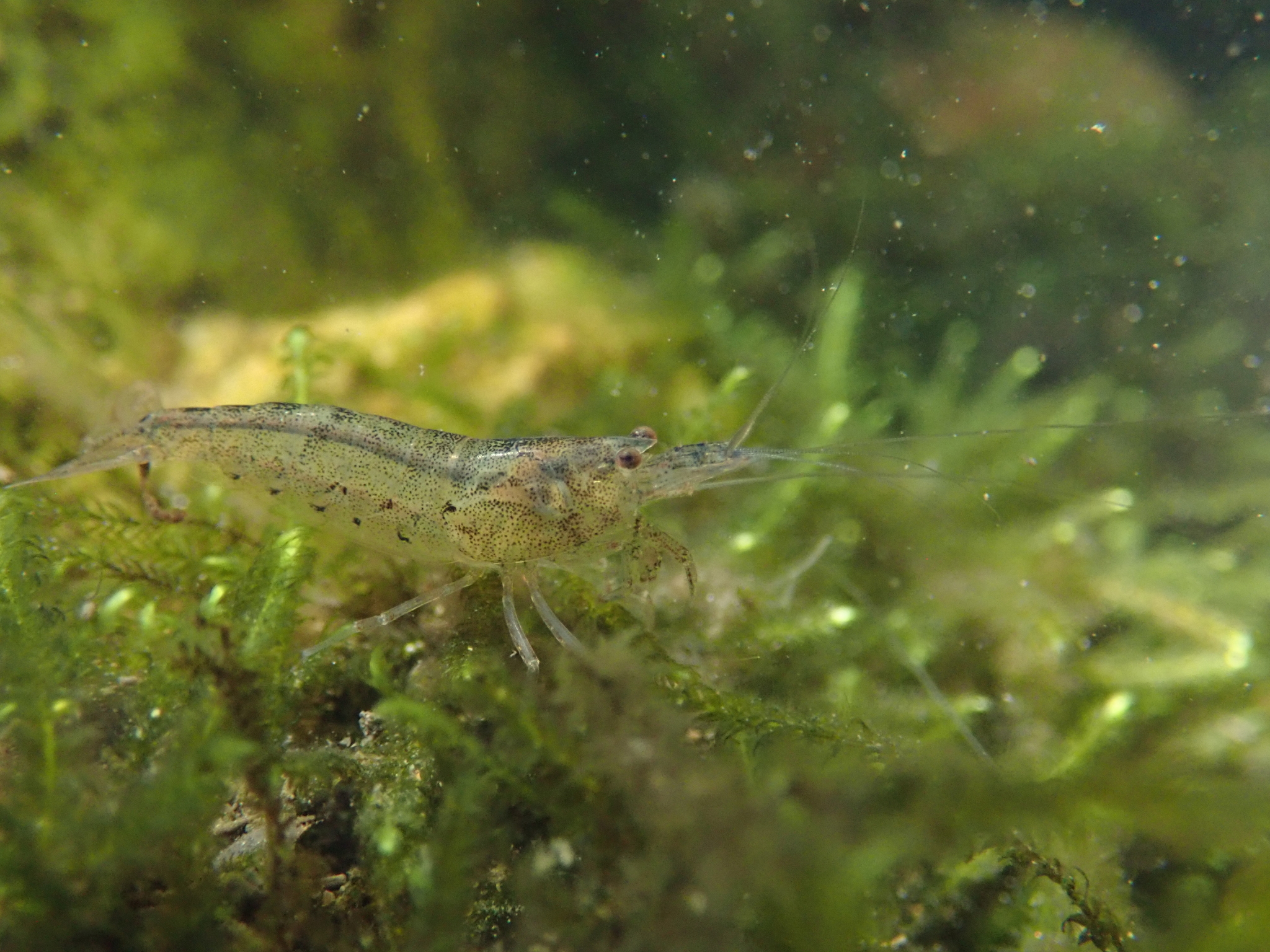 Caridina typus H.Milne Edwards, 1837