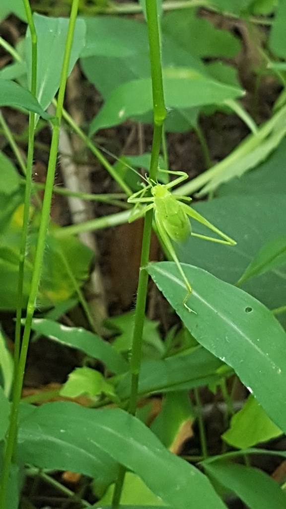 Round-headed Katydids from Bloomfield, Staten Island, NY, USA on June ...