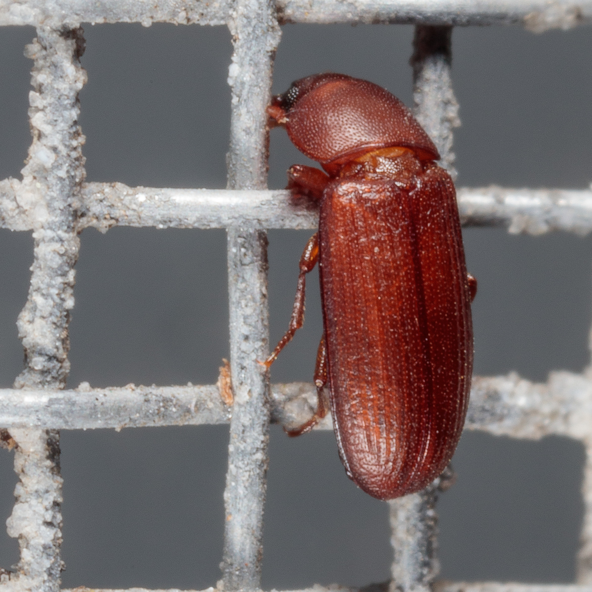 Tribolium castaneum (Herbst, 1797)