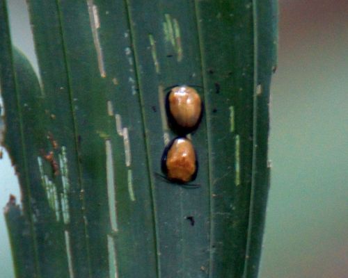 (Calyptocephala marginipennis)