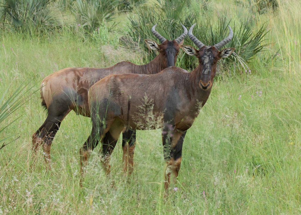 Common Tsessebe from Ngamiland South District, Botswana on March 14 ...