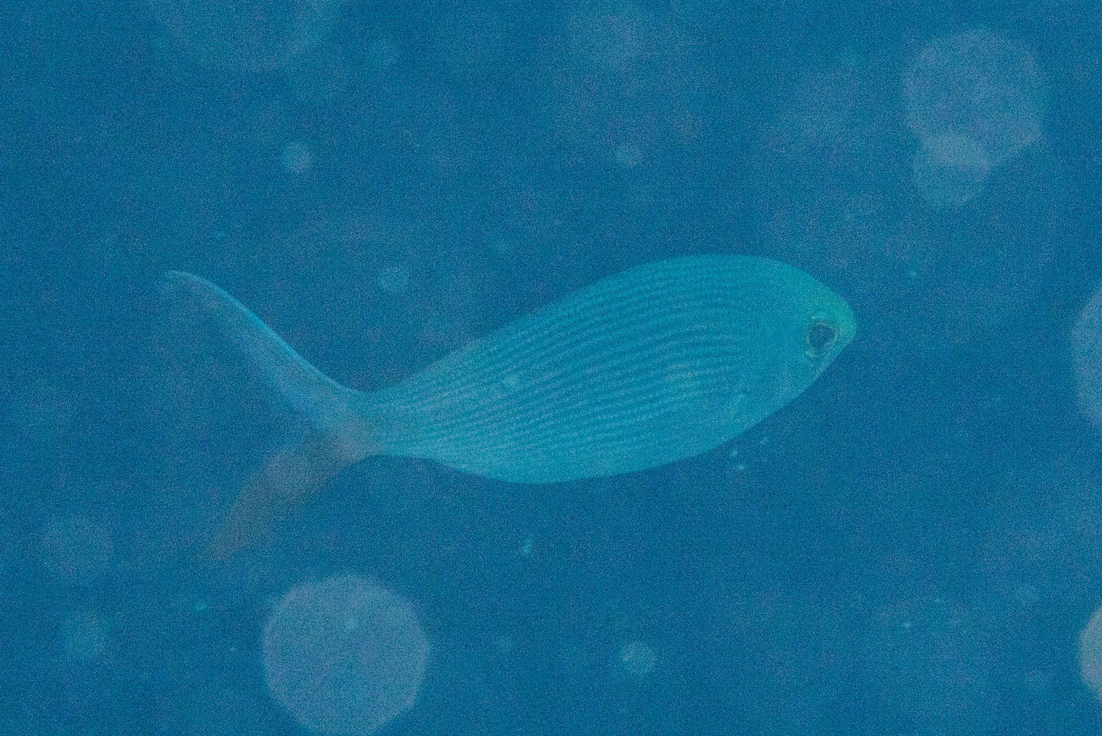 Paracaesio sordida Abe & Shinohara, 1962