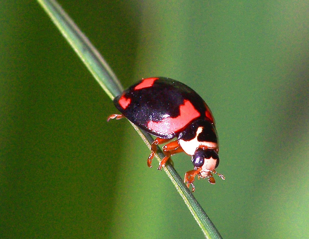 Ladybirds (HKISCNC - Kowloon West) · BioDiversity4All