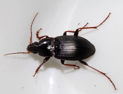 Subspecies Calathus fuscipes graecus · iNaturalist