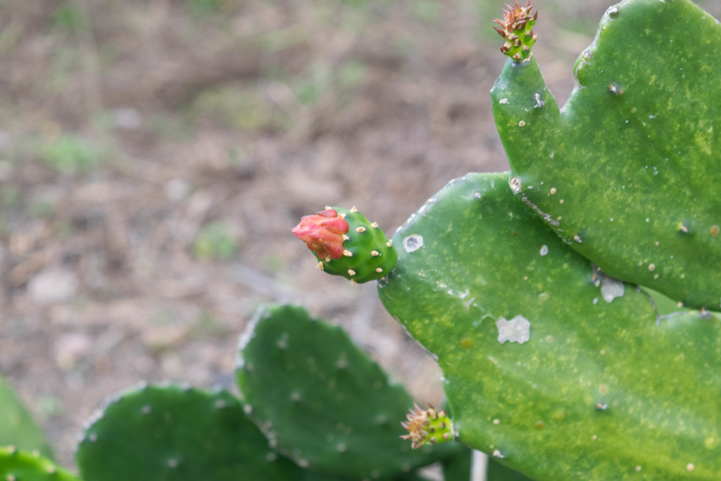 Prickly Pears from Xoconoxtle, Dgo., México on February 10, 2020 at 06: ...