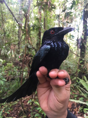 Sumatran Drongo (Mentawai) (Subspecies Dicrurus hottentottus ...