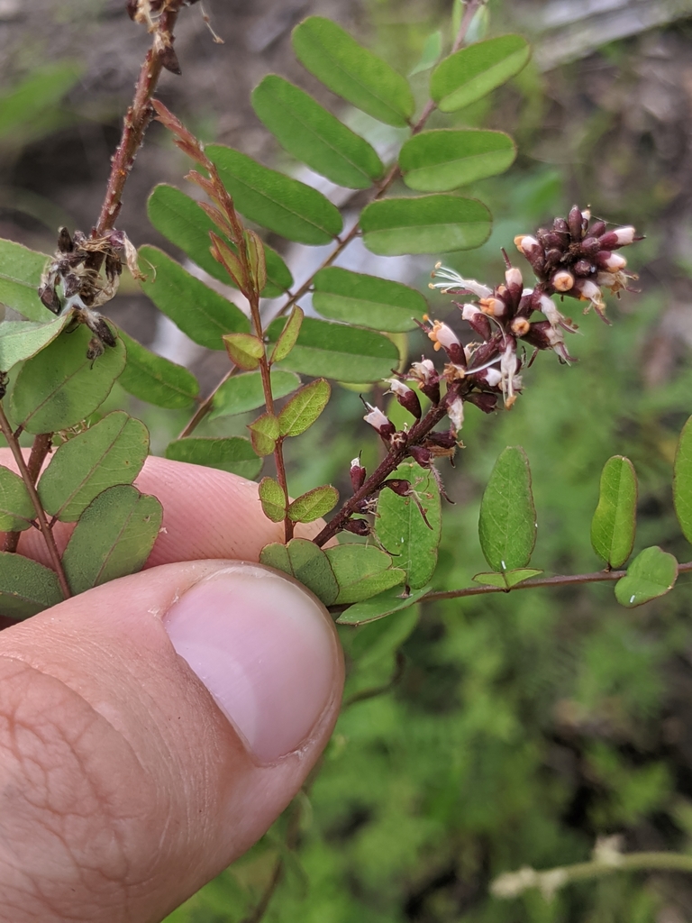 Amorpha herbacea herbacea from St George Island, FL 32328, USA on June ...