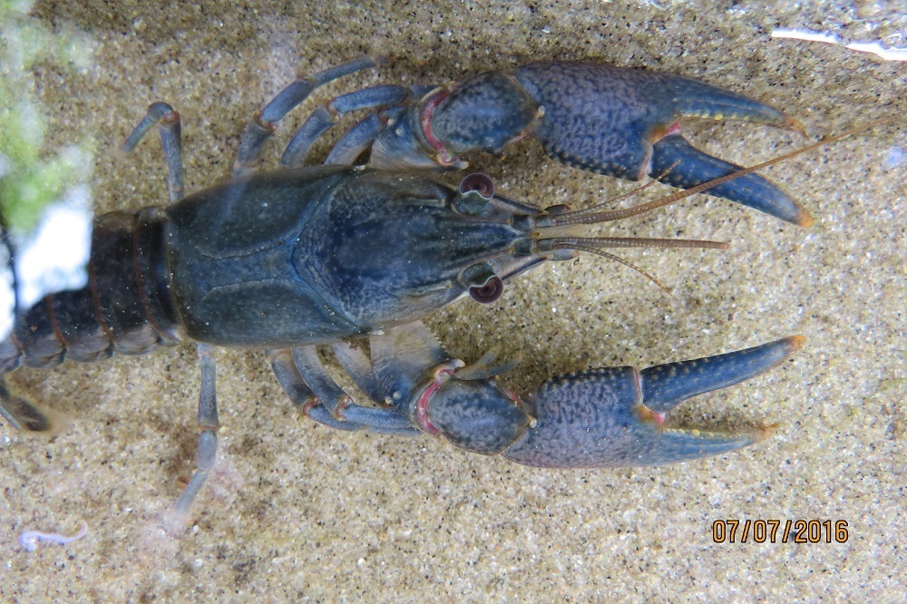 Northern Clearwater Crayfish in July 2016 by Paul D. Smith · iNaturalist