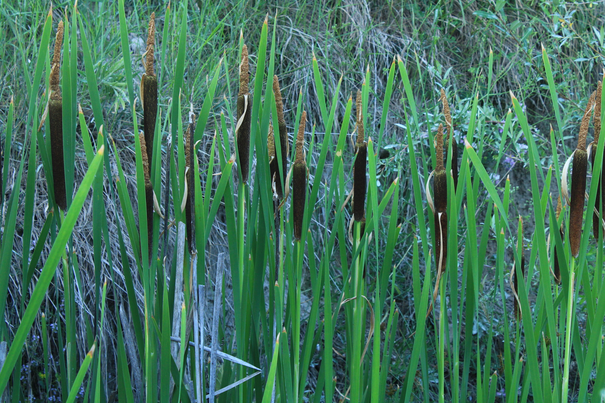 Typha shuttleworthii W.D.J.Koch & Sond.