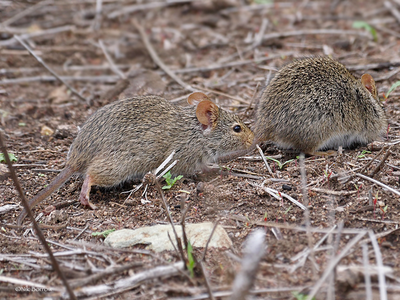 Nile Grass Rat (Arvicanthis niloticus) - Know Your Mammals