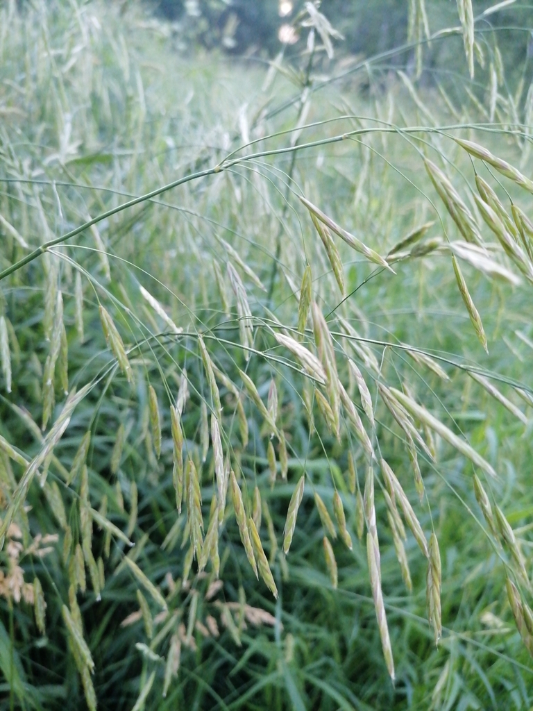 Smooth Brome from Шугаева,Первомайский,Минск,Беларусь on June 30, 2020 ...