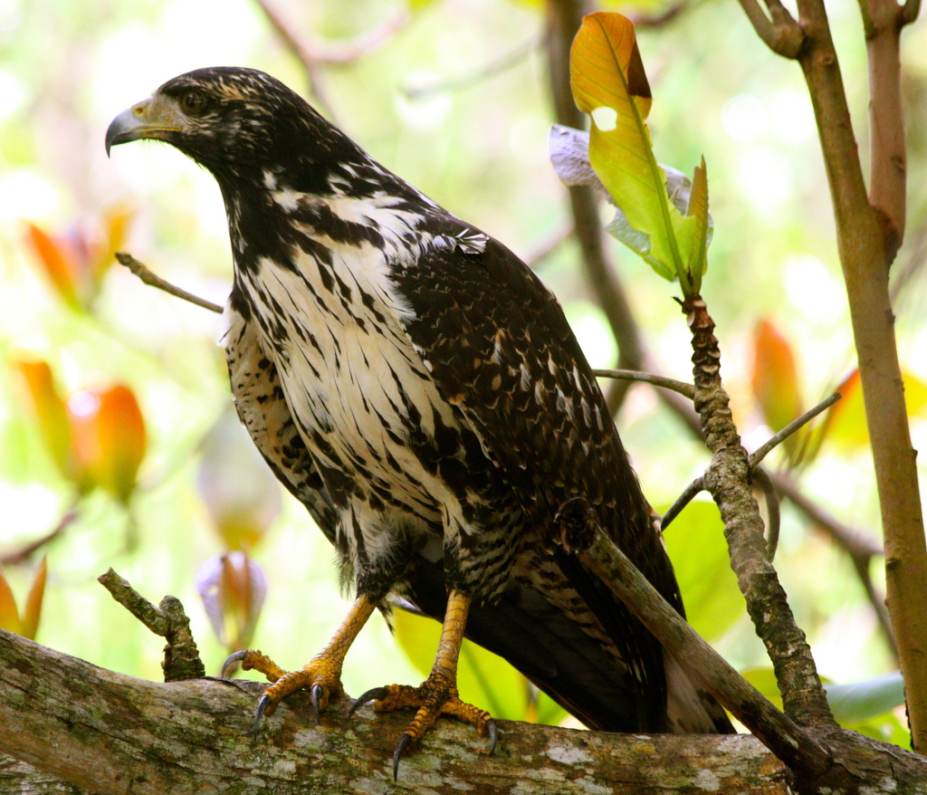 Common Black Hawk (Birds of Fort Bowie NHS) · iNaturalist
