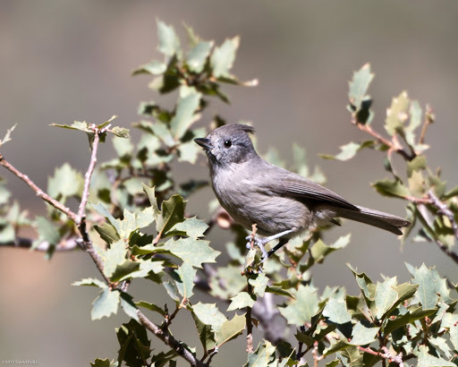 Juniper Titmouse (Birds of Great Basin National Park) · iNaturalist