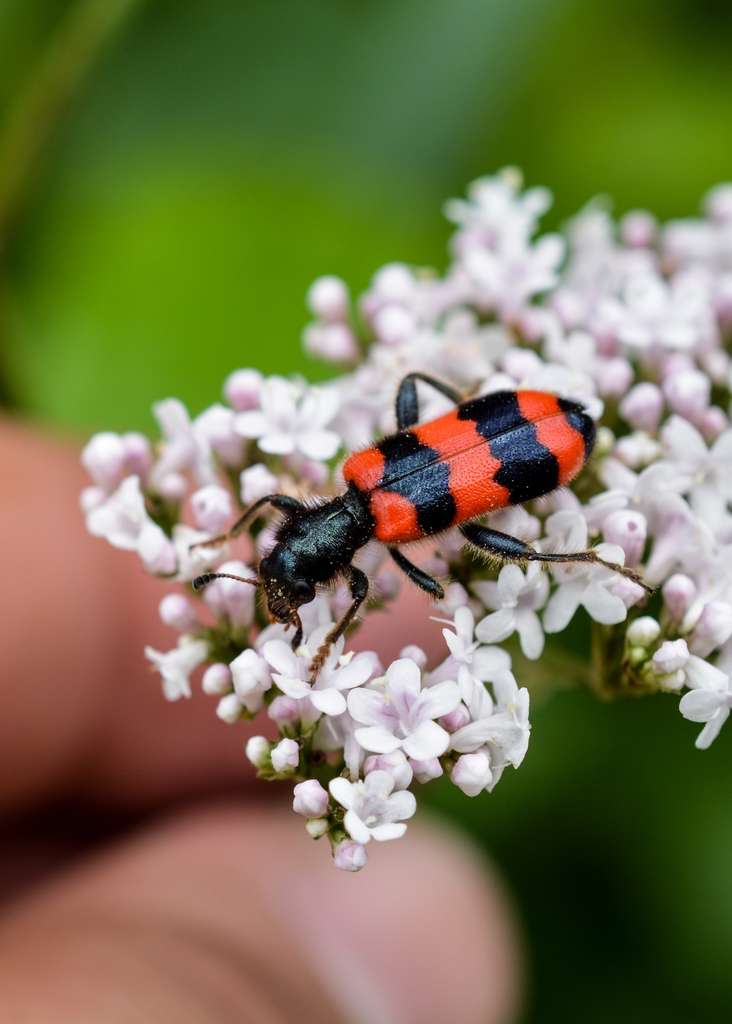 Bee-eating Beetle from Powiat włodawski, Polska on June 27, 2020 at 09: ...