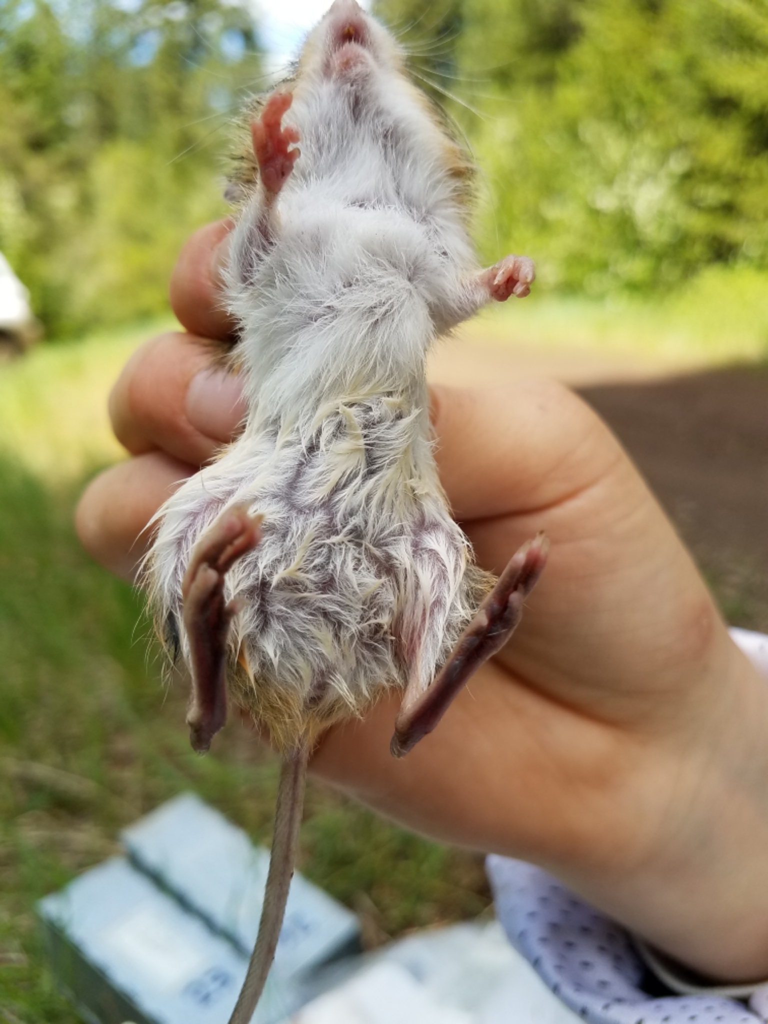 Zapus princeps J.A.Allen, 1893