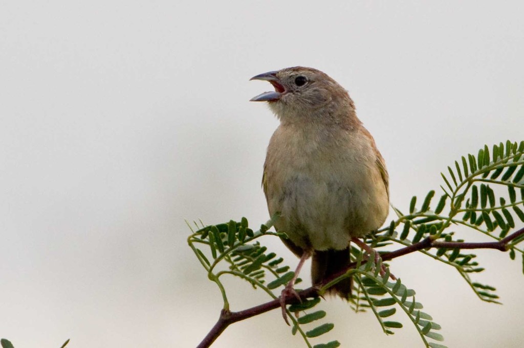 Botteri's Sparrow (Birds of Fort Bowie NHS) · iNaturalist