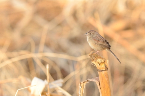 Botteri's Sparrow (Birds of Fort Bowie NHS) · iNaturalist