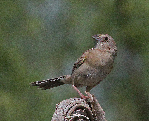 Botteri's Sparrow (Birds of Fort Bowie NHS) · iNaturalist