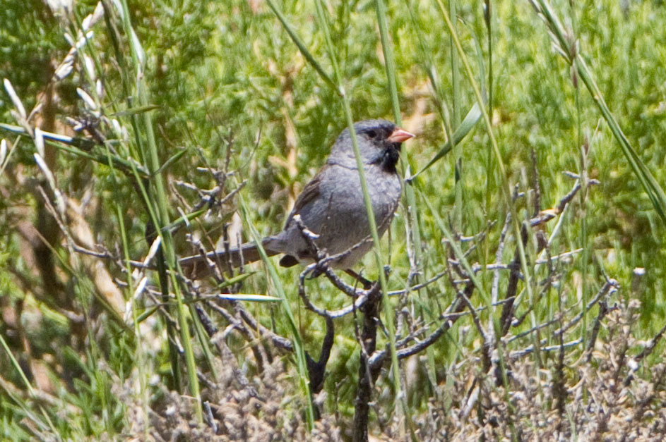 black-chinned sparrow (Birds of Fort Bowie NHS) · iNaturalist