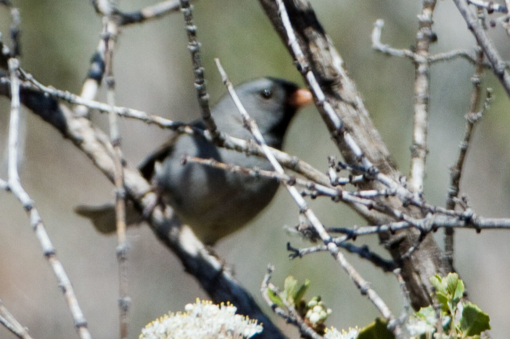 black-chinned sparrow (Birds of Fort Bowie NHS) · iNaturalist