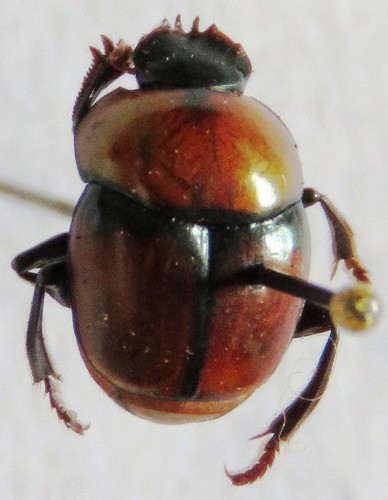 Subspecies Canthon cyanellus sallei · iNaturalist