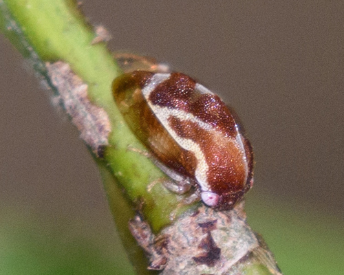 Cyrtolobus funkhouseri · iNaturalist