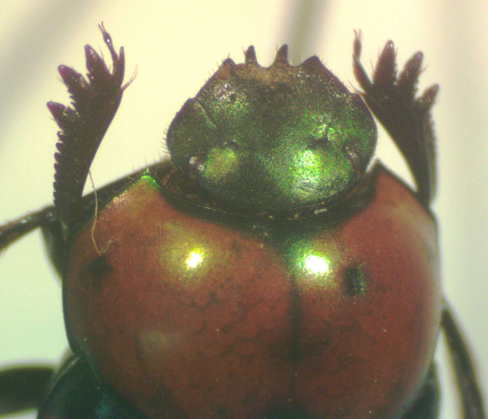 Canthon cyanellus LeConte, 1859